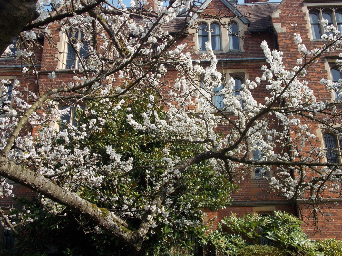 Spring at Selwyn: A conversation with Selwyn's head gardener | Selwyn ...
